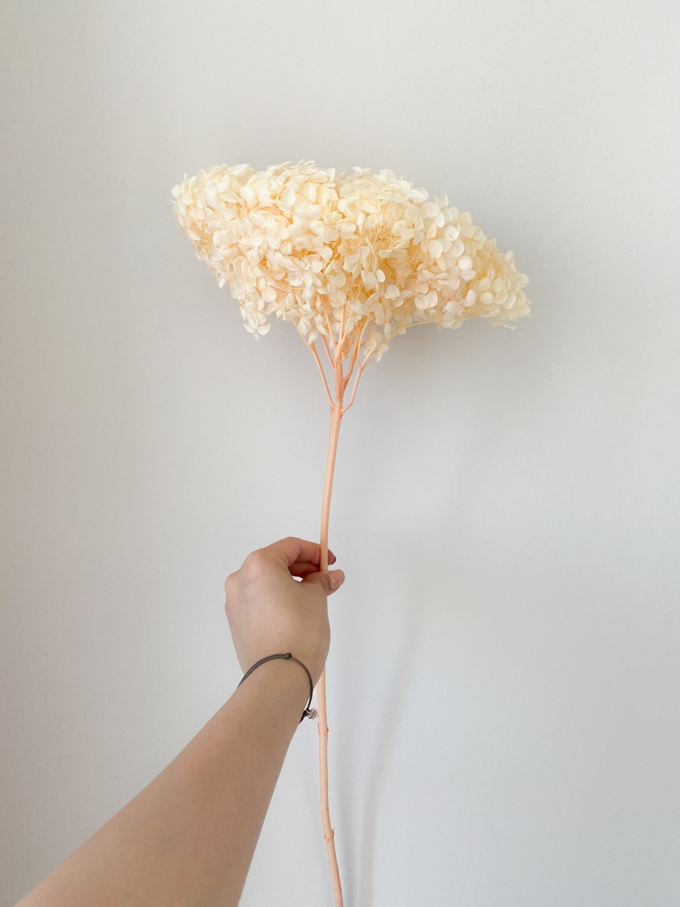 Cream Hydrangea - Golden Touch Flowers