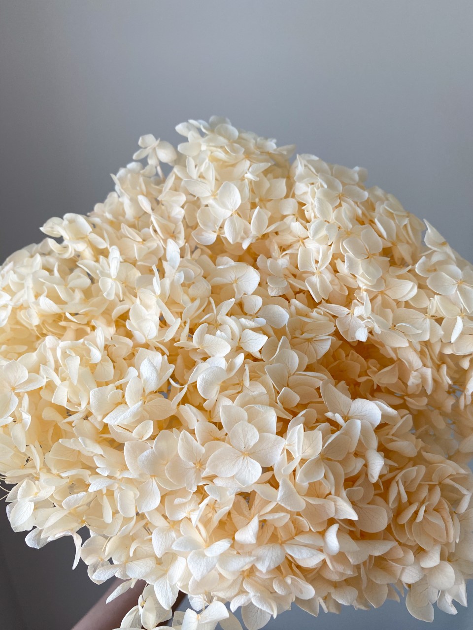 Cream Hydrangea - Golden Touch Flowers