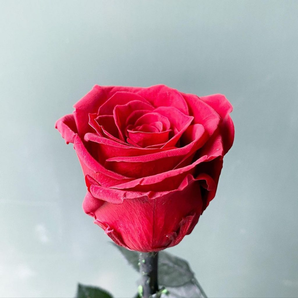 Red Single Stem Rose - Golden Touch Flowers