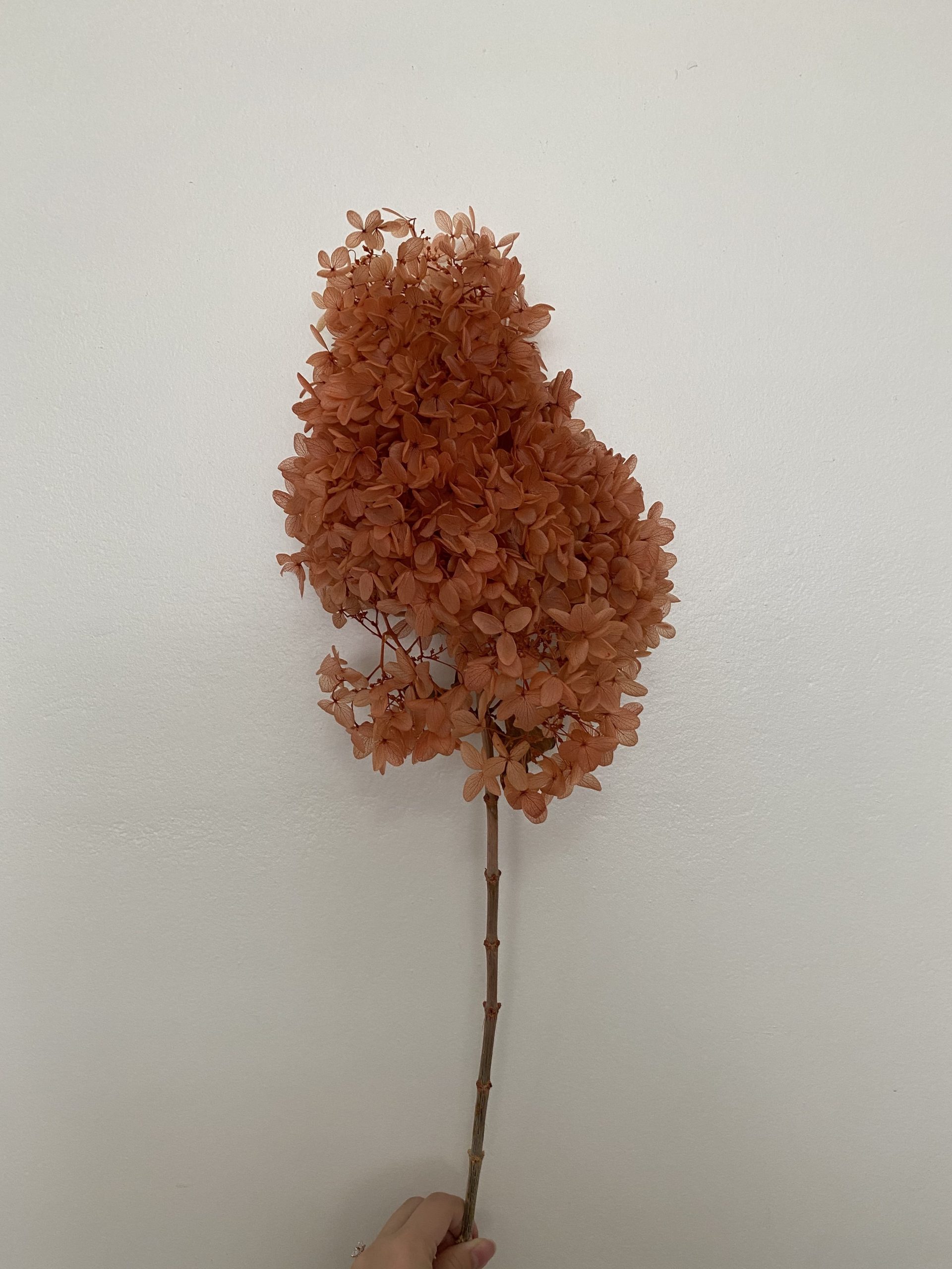 Dried & Preserved Flowers - Golden Touch Flowers