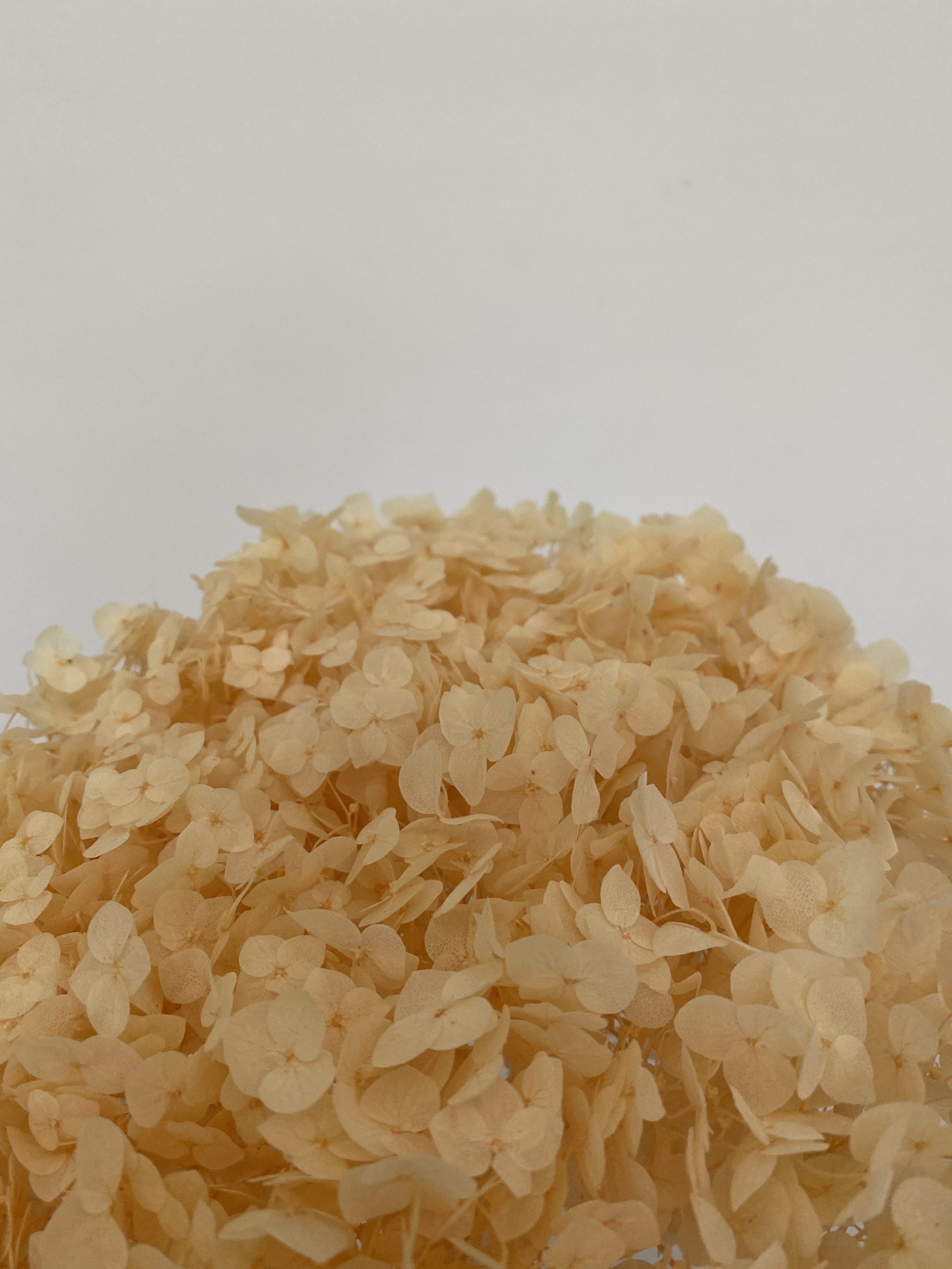 Champagne Hydrangea - Golden Touch Flowers