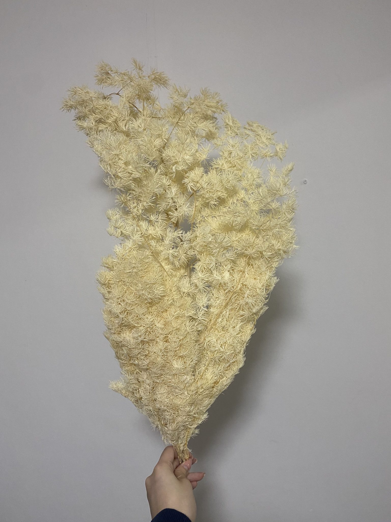 Preserved Ming Ferns - Golden Touch Flowers